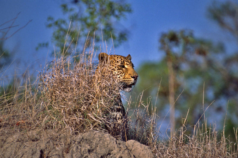 Leopard auf Jagd Foto & Bild | tiere, wildlife, säugetiere Bilder auf ...