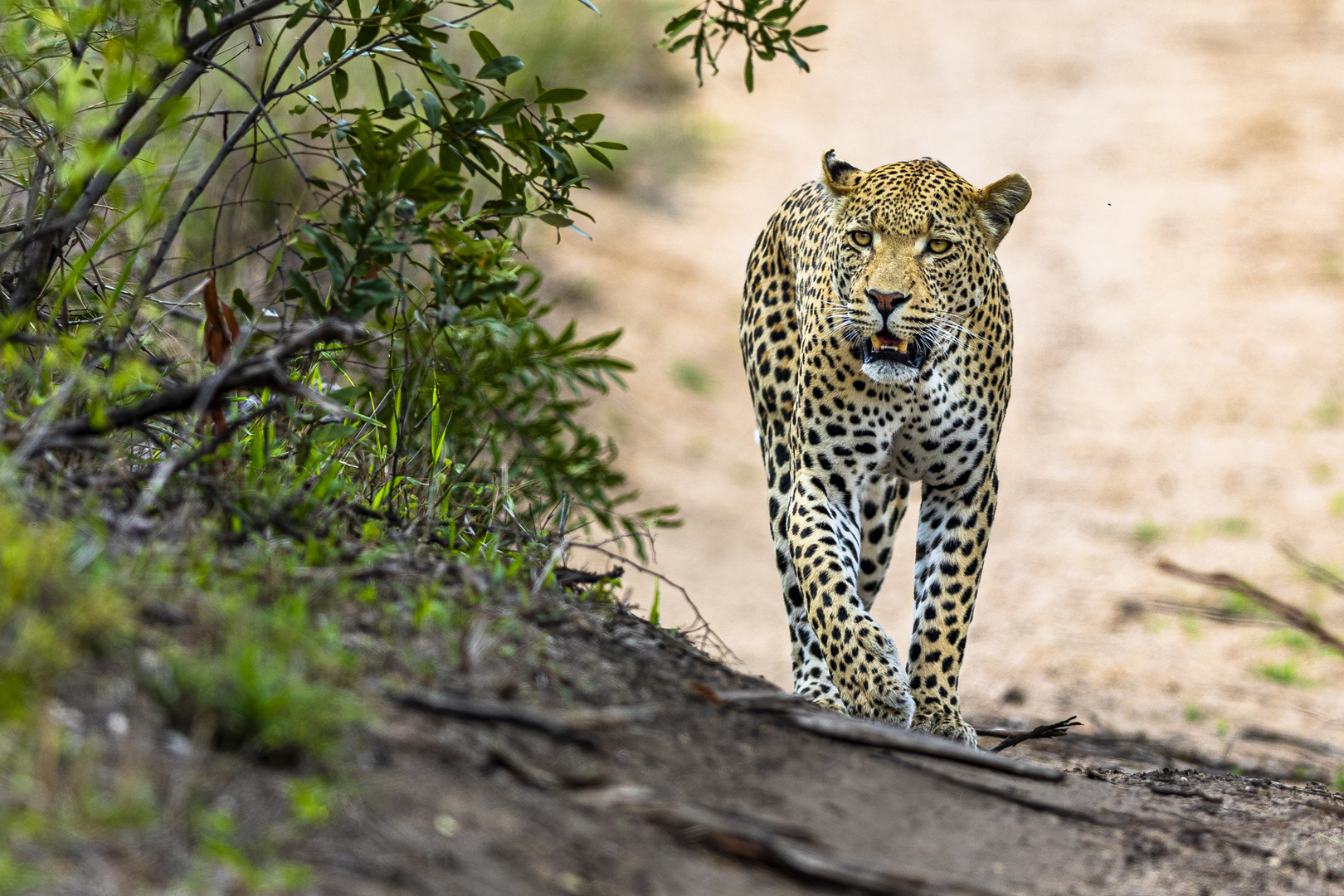 Leopard Foto & Bild | natur, afrika, tiere Bilder auf fotocommunity