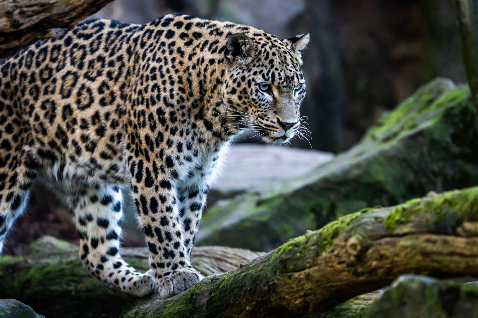 Leopard Foto & Bild | tiere, zoo, wildpark & falknerei, säugetiere ...