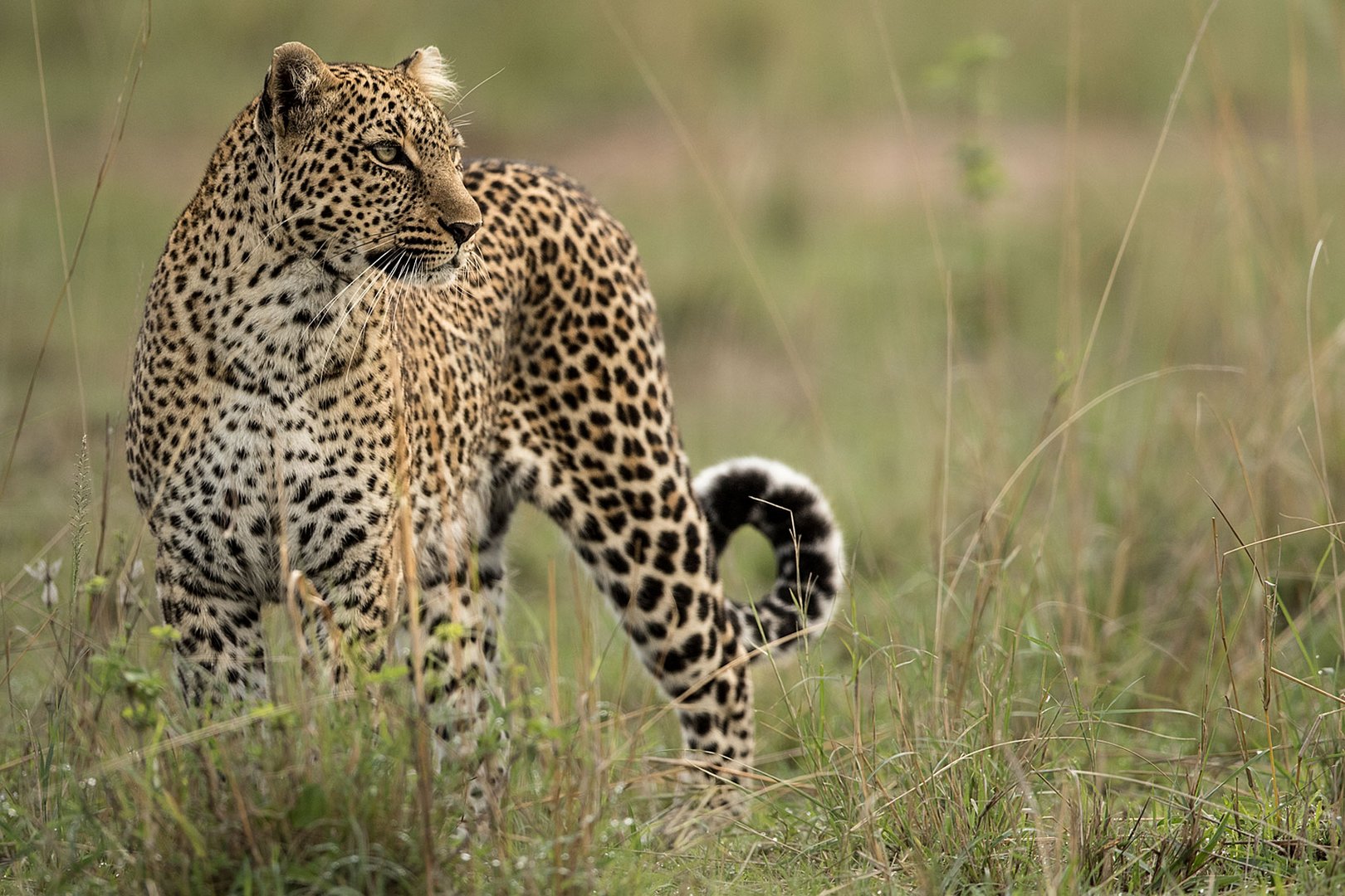 Leopard Foto & Bild | tiere, wildlife, säugetiere Bilder auf fotocommunity