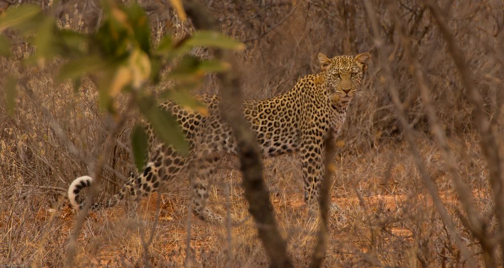 Leopard Foto & Bild | tiere, wildlife, wildlife: sonstige tiere Bilder ...