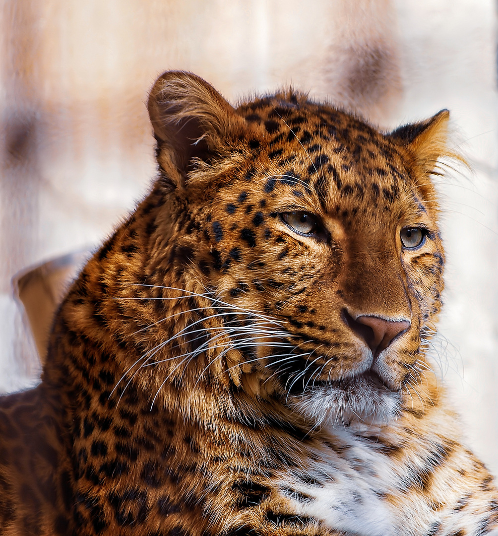 Leopard Foto & Bild | tiere, zoo, wildpark & falknerei, säugetiere ...