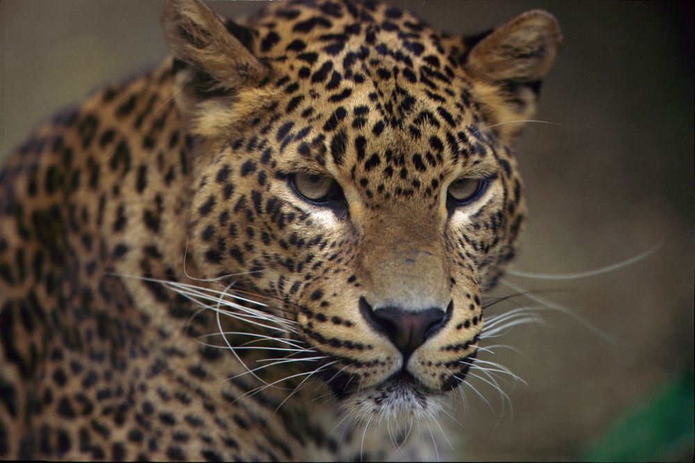 Leopard de Perse photo et image | animaux, zoo et animaux en captivité ...