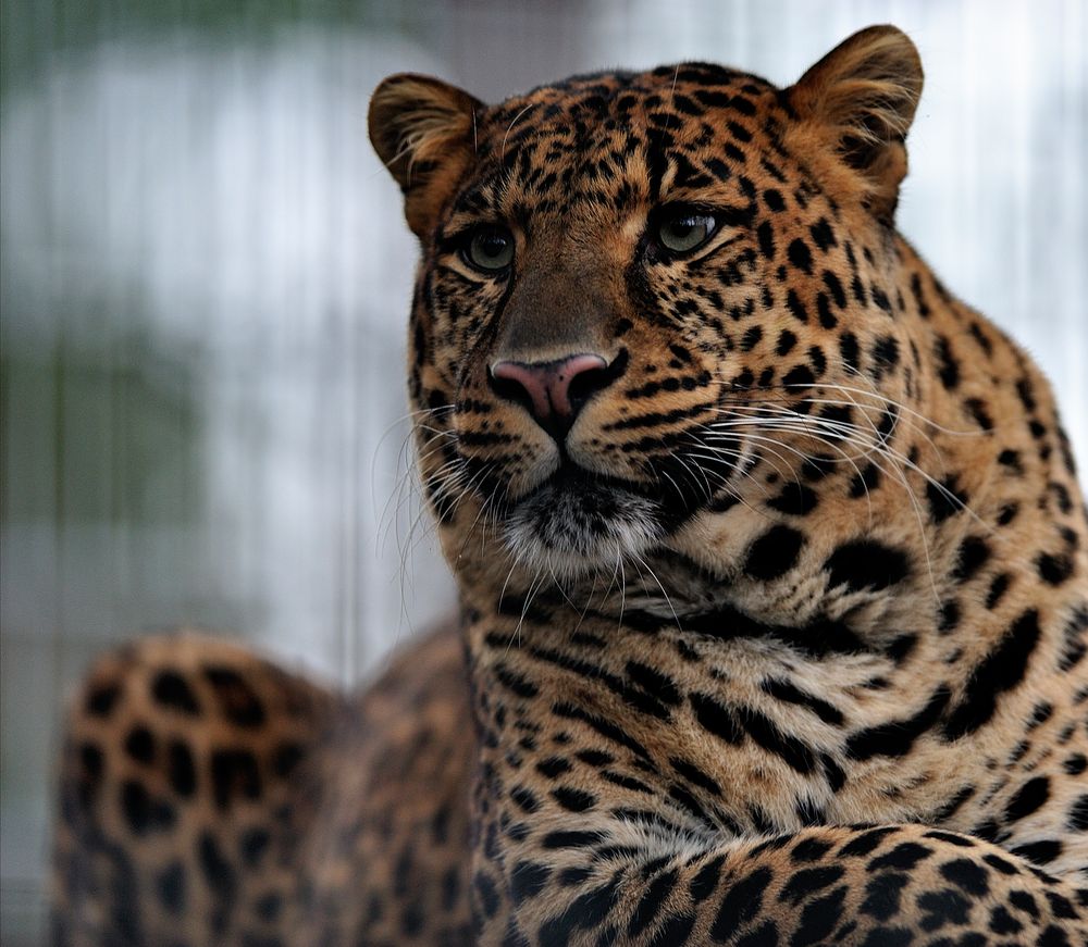 Leopard Foto & Bild | tiere, zoo, wildpark & falknerei, säugetiere ...