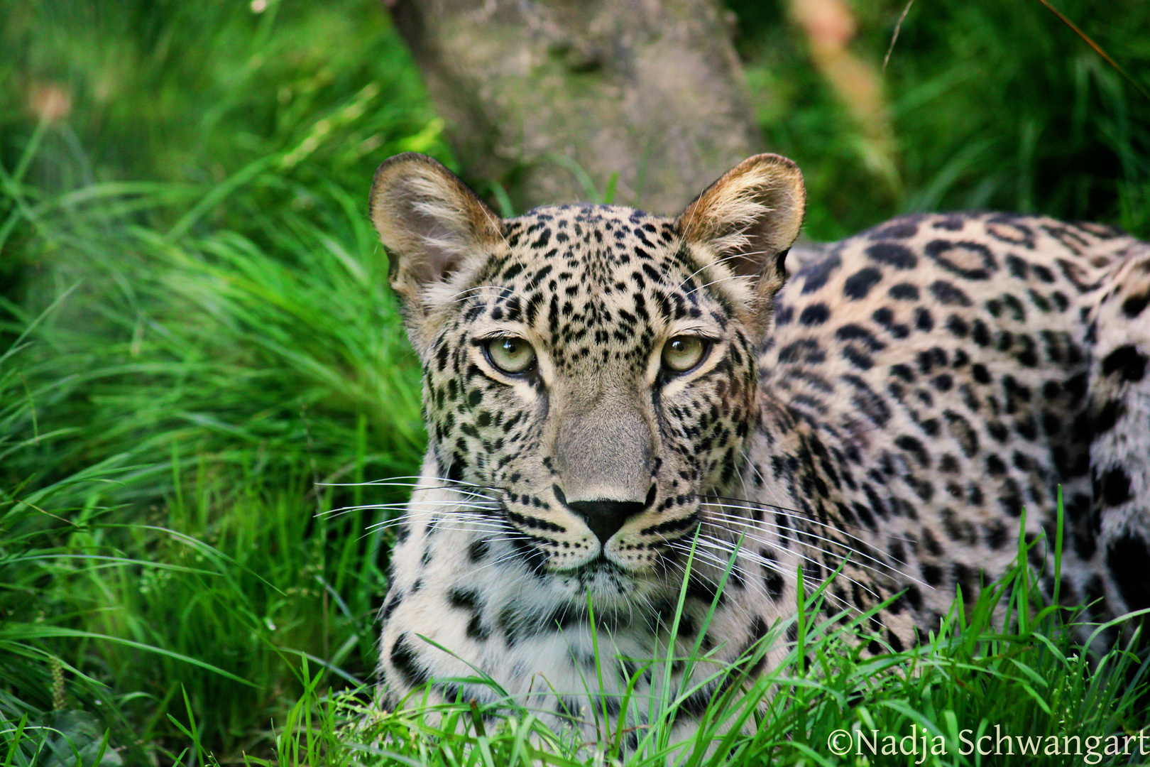 Leopard Foto & Bild | tiere, zoo, wildpark & falknerei, leopard Bilder ...