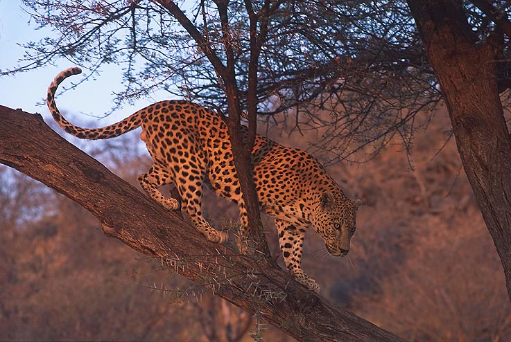 Leopard Foto & Bild | tiere, wildlife, säugetiere Bilder auf fotocommunity