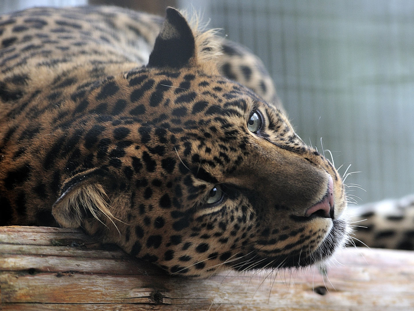 Leopard Foto & Bild | tiere, zoo, wildpark & falknerei, säugetiere ...