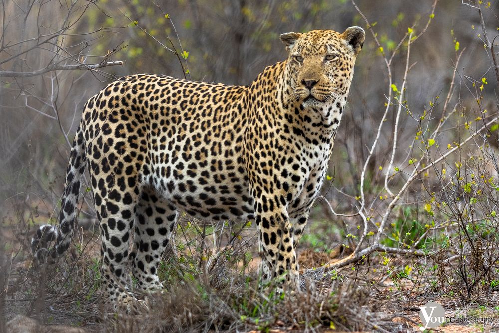 Leopard Foto & Bild | fotos, natur, tiere Bilder auf fotocommunity