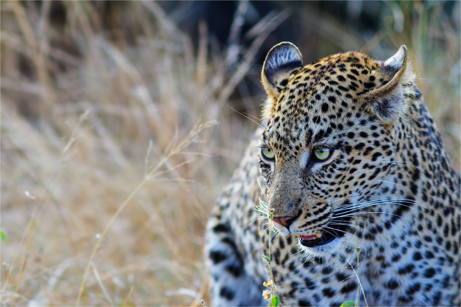 Leopard ... Foto & Bild | tiere, wildlife, säugetiere Bilder auf ...