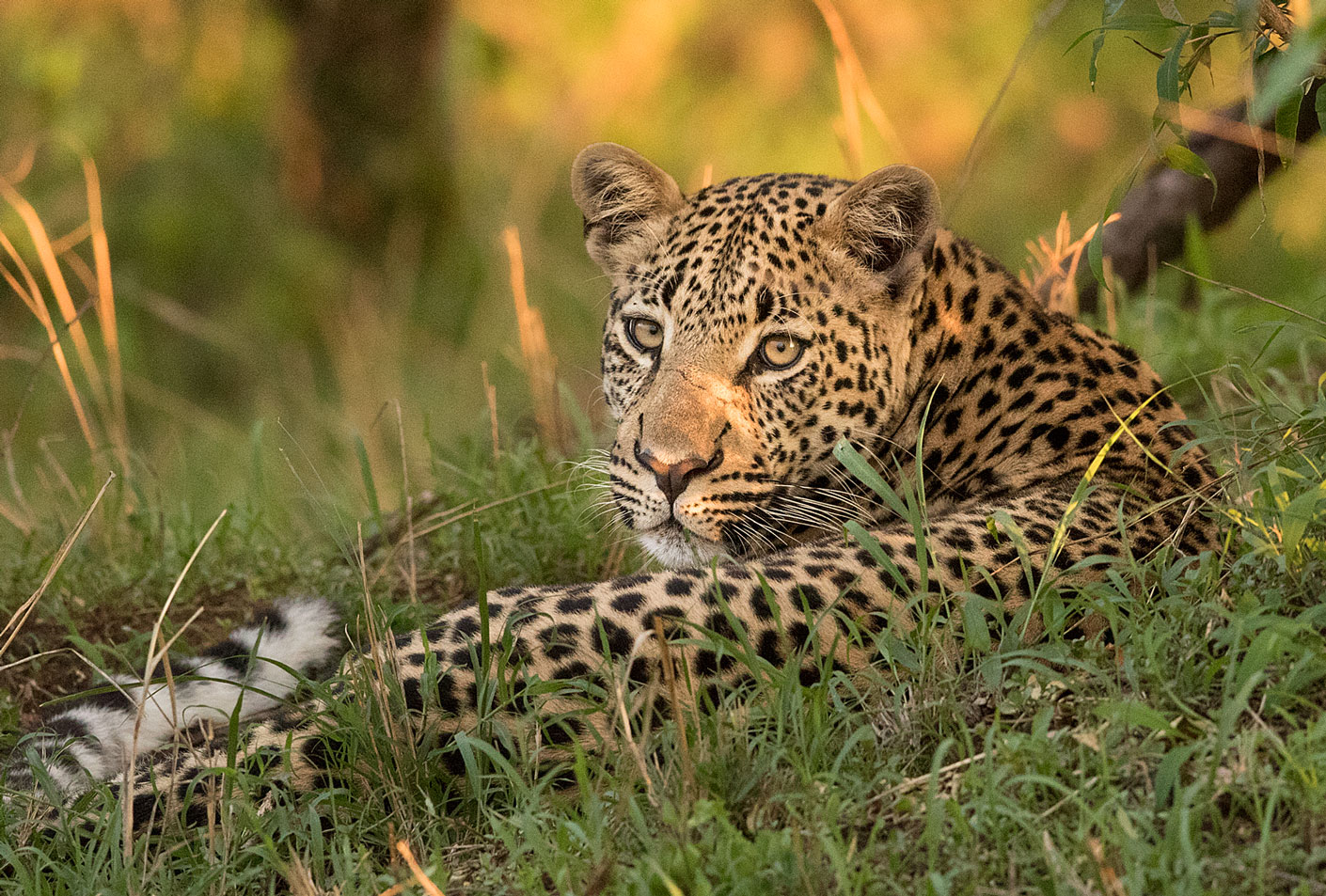 Leopard geniest die...... Foto & Bild | tiere, wildlife, säugetiere ...