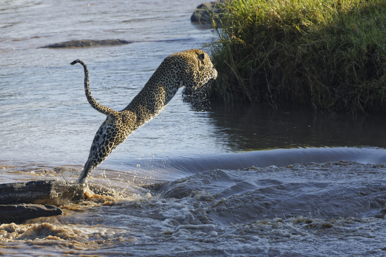 Leopard Jump II -Maasai Mara Dezember 2023 Foto & Bild | natur, action ...