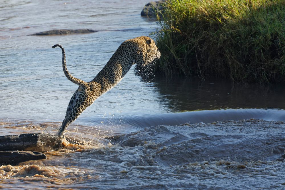 Leopard Jump II -Maasai Mara Dezember 2023 Foto & Bild | natur, action ...