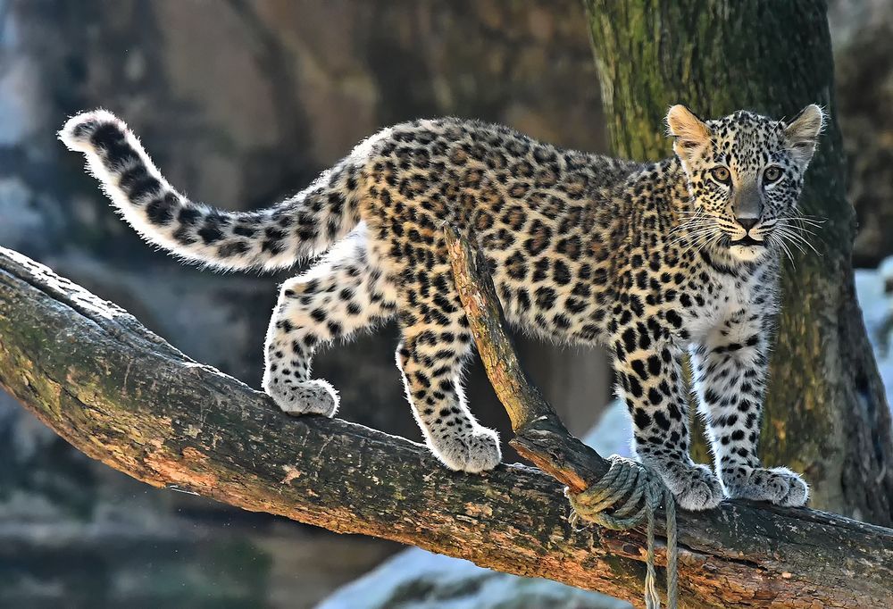 Leopard, Kölner Zoo Foto & Bild | tiere, tierkinder, natur Bilder auf ...
