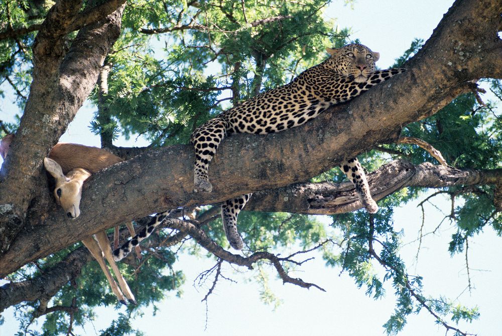 Leopard mit Beute Foto & Bild | tiere, wildlife, säugetiere Bilder auf ...