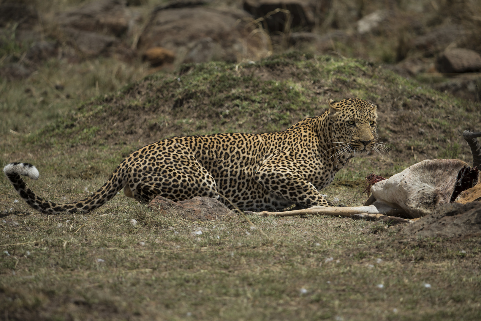 Leopard mit Beute Foto & Bild | tiere, wildlife, säugetiere Bilder auf ...