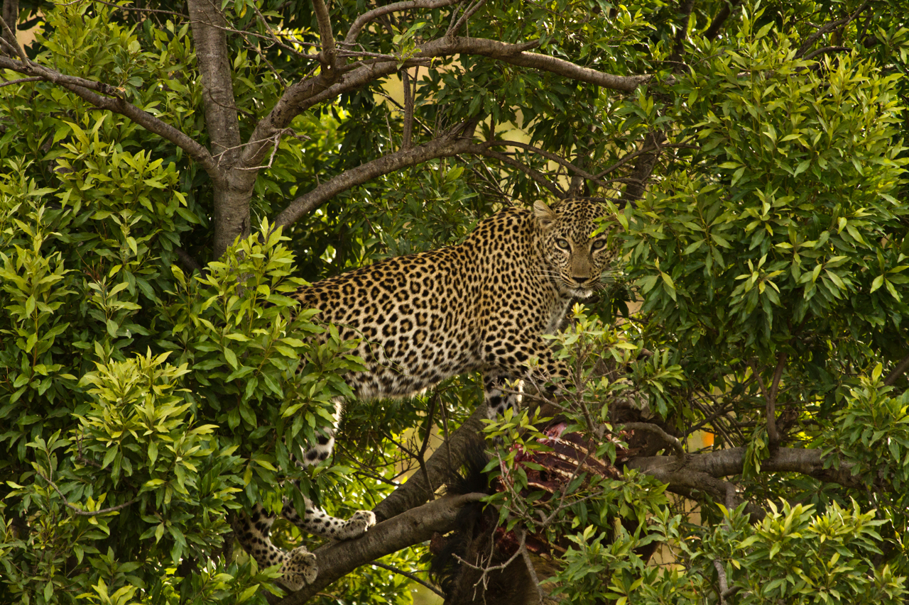 Leopard mit Beute im Baum Foto & Bild | tiere, wildlife, säugetiere ...