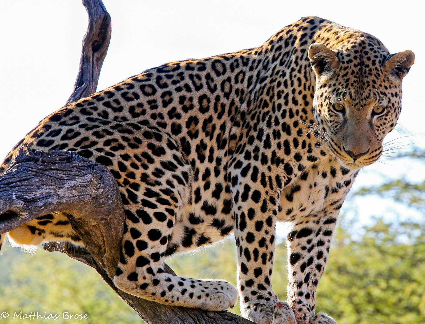 Leopard - one of the "Big Five" Foto & Bild | africa, southern africa ...