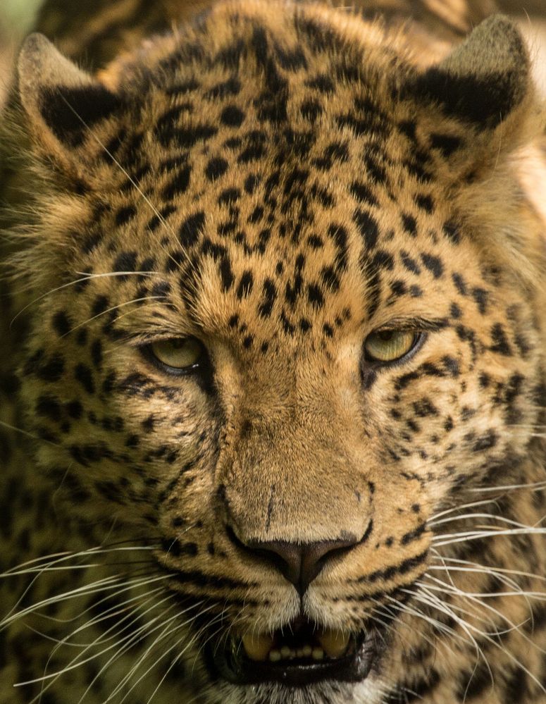 Leopard reloadet Foto & Bild | natur, porträt, zoo Bilder auf fotocommunity