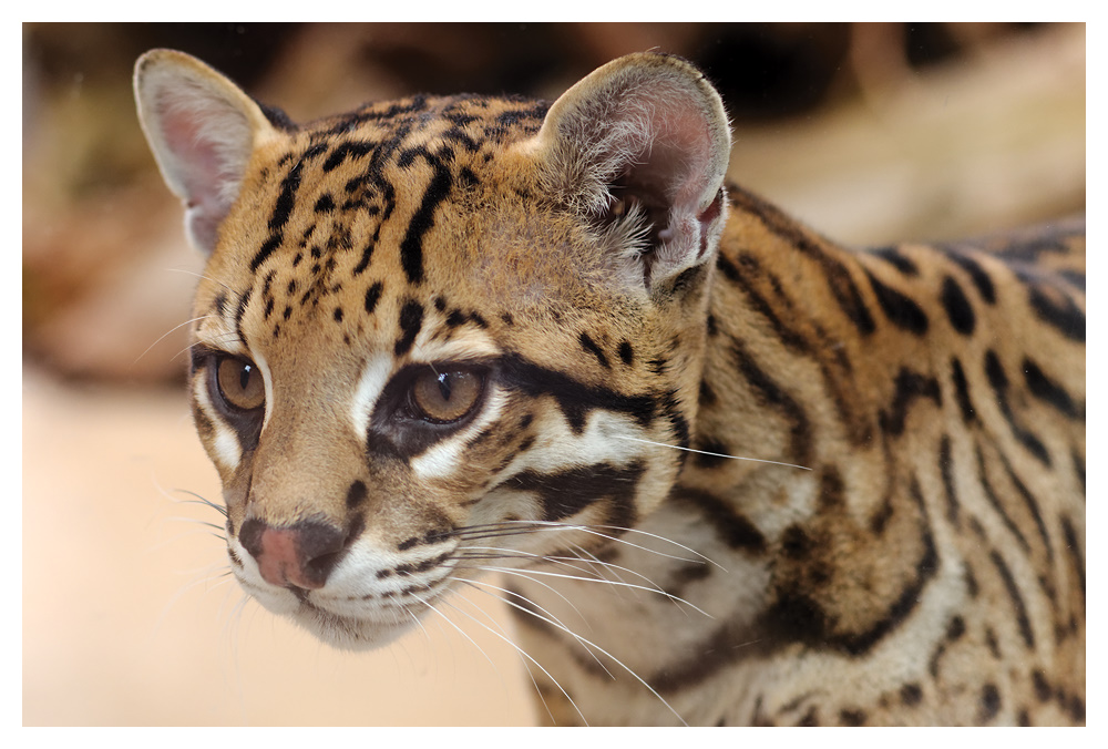 Leopardus pardalis ... Foto & Bild | tiere, zoo, wildpark & falknerei ...