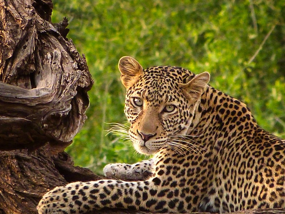 Leopart Foto & Bild | africa, eastern africa, kenya Bilder auf ...