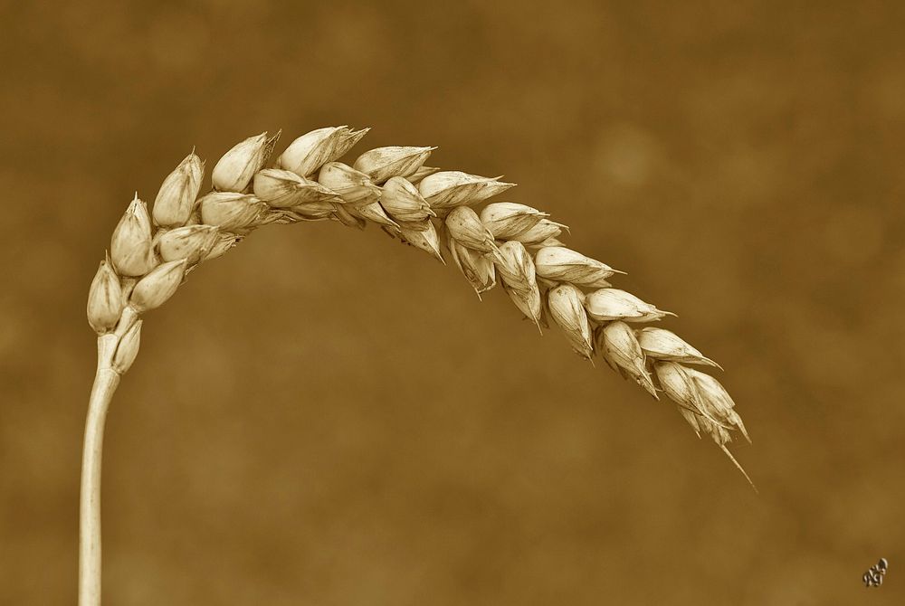 L'épi de blé photo et image | macro nature, macro divers, fleurs et ...