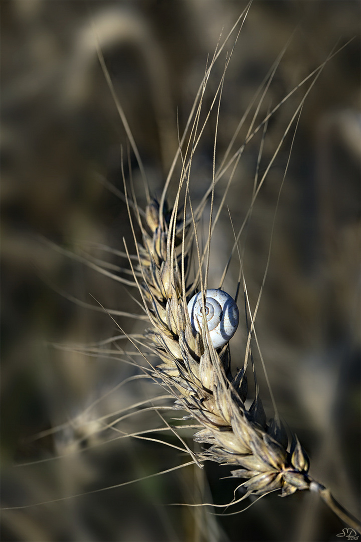 L'épi et le limaçon photo et image | animations photographiques, un ...