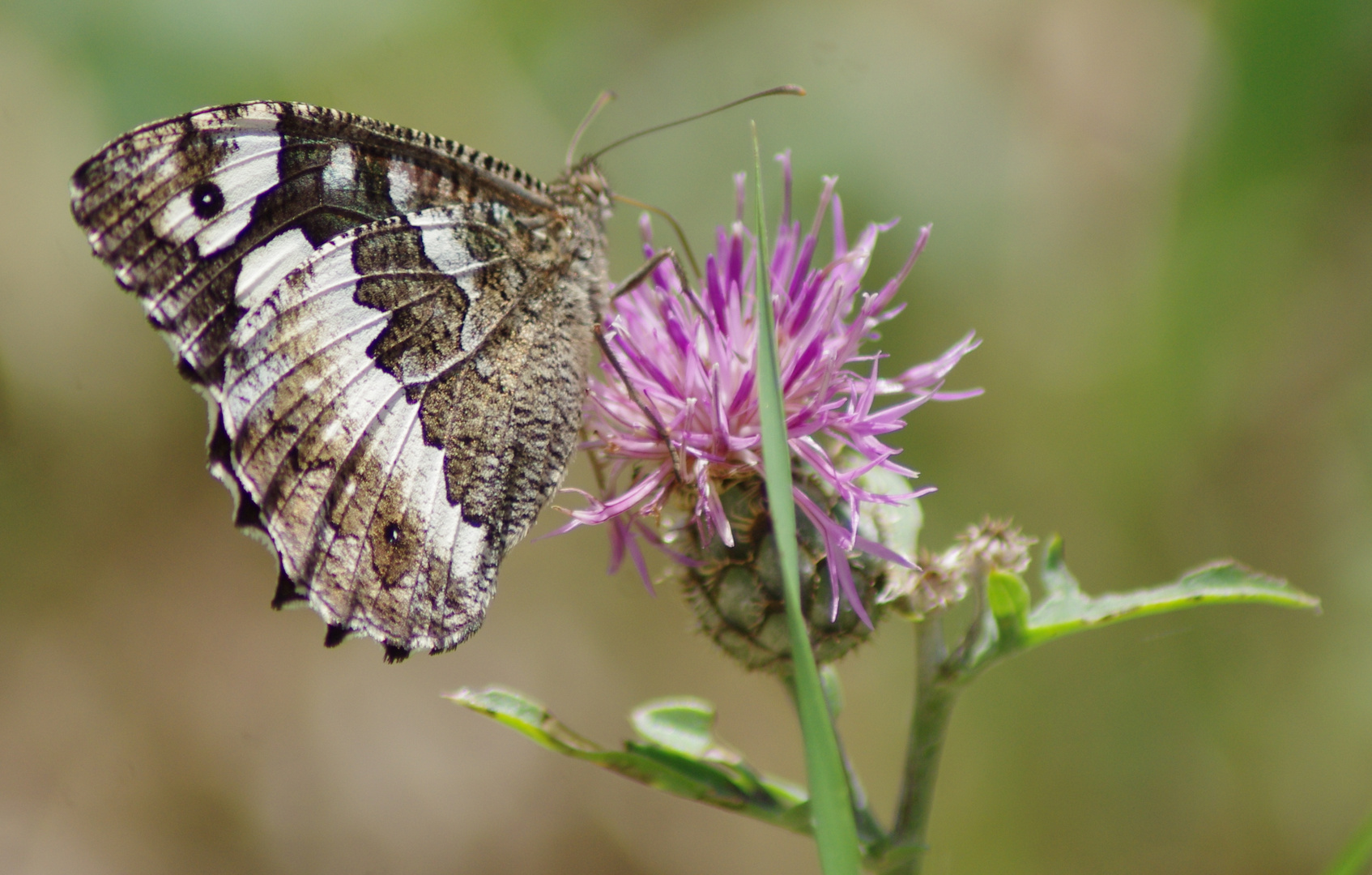Lépidoptère :))) photo et image | divers, animations photographiques ...