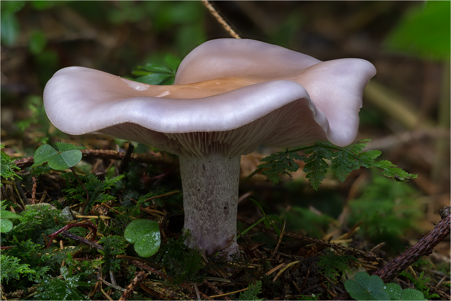 LEPISTA NUDA Foto & Bild | pflanzen, pilze & flechten, landschaft ...