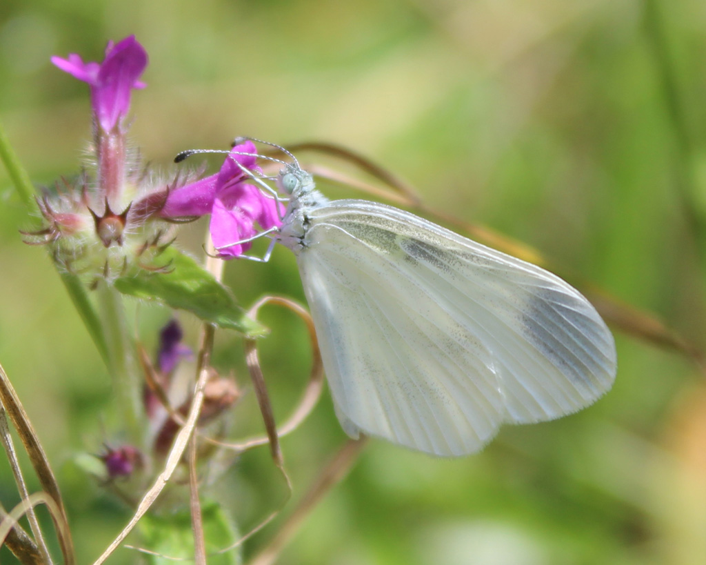 Leptidea sinapis reali- Tintenfleck Weißling Foto & Bild | natur ...