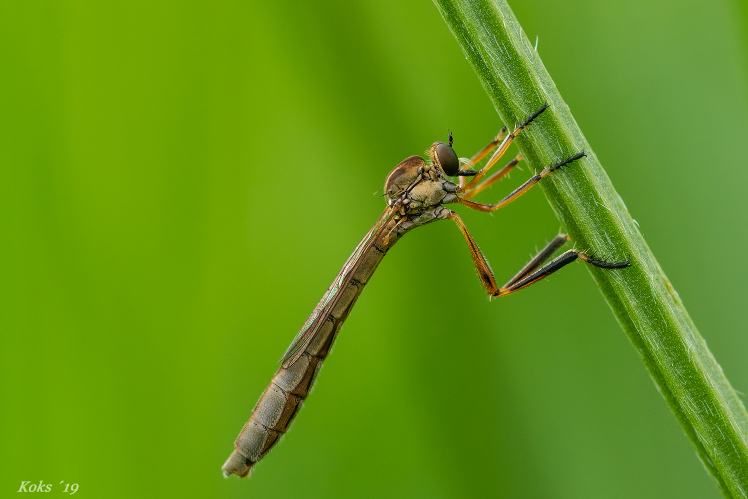 Leptogaster Foto & Bild | tiere, wildlife, insekten Bilder auf ...