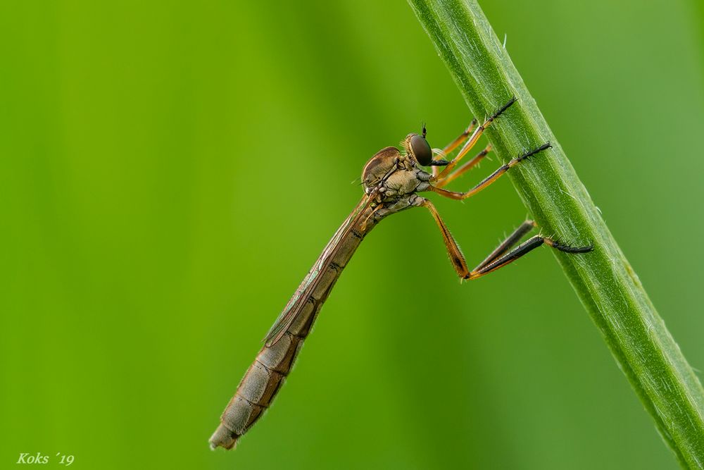 Leptogaster Foto & Bild | tiere, wildlife, insekten Bilder auf ...