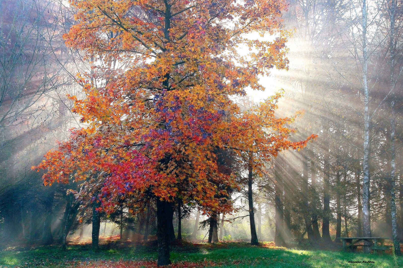 L'érable photo et image | arbres, nature Images fotocommunity