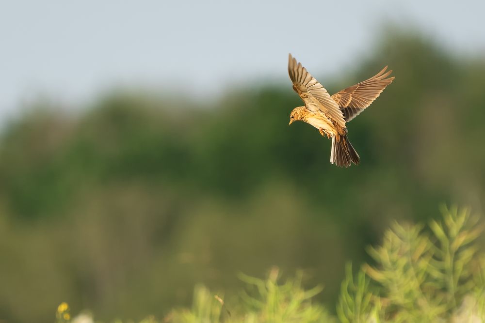 Lerche Foto & Bild | fotos, natur, tiere Bilder auf fotocommunity