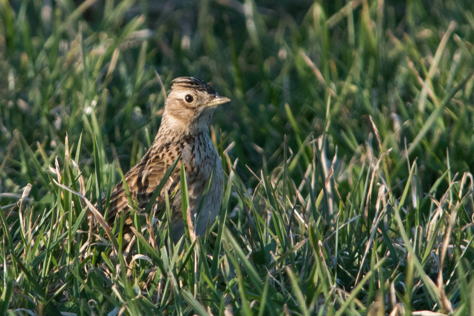 Lerche AUfnahme März 2022 Foto & Bild | tiere, wildlife, wild lebende ...