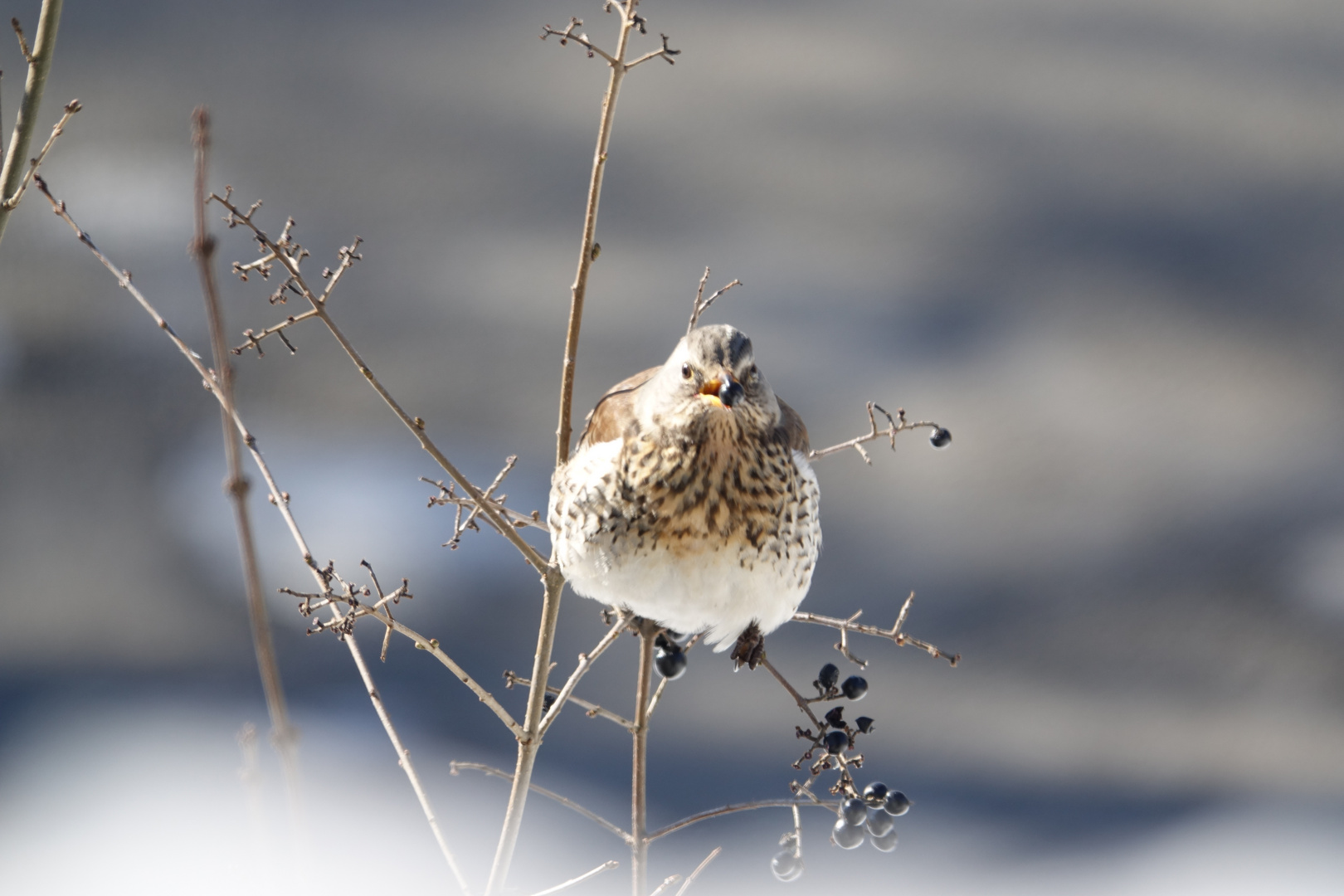 Lerche im Garten Foto & Bild | natur Bilder auf fotocommunity