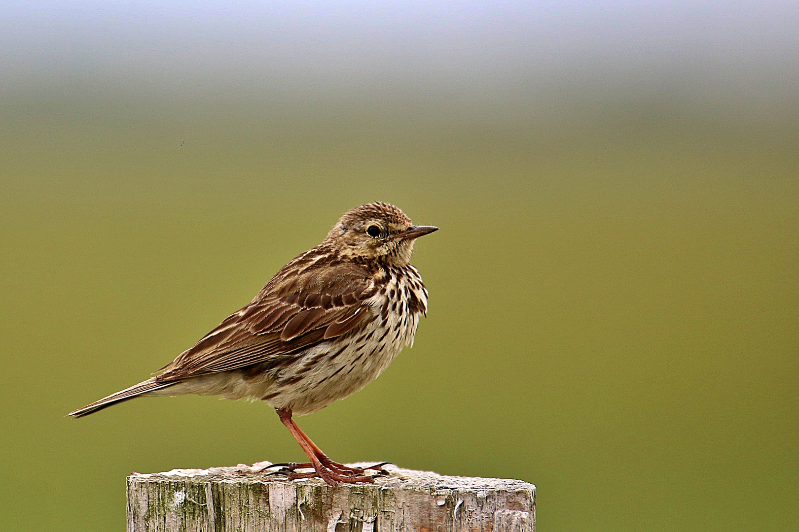 Lerche in Dänemark, Tipperne Foto & Bild | tiere, wildlife, wild ...