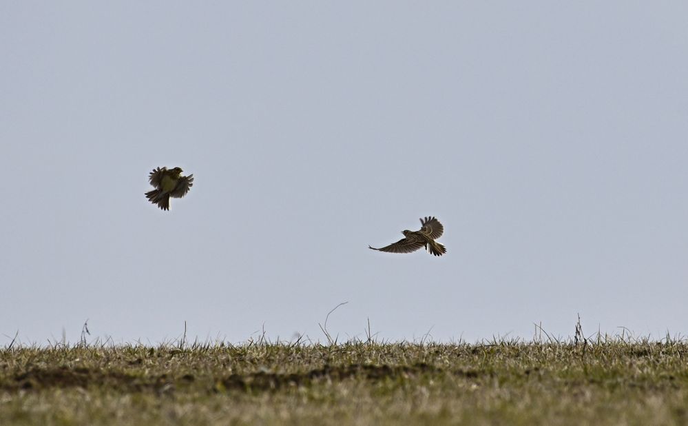 Lerchen Foto & Bild | tiere, wildlife, wild lebende vögel Bilder auf ...