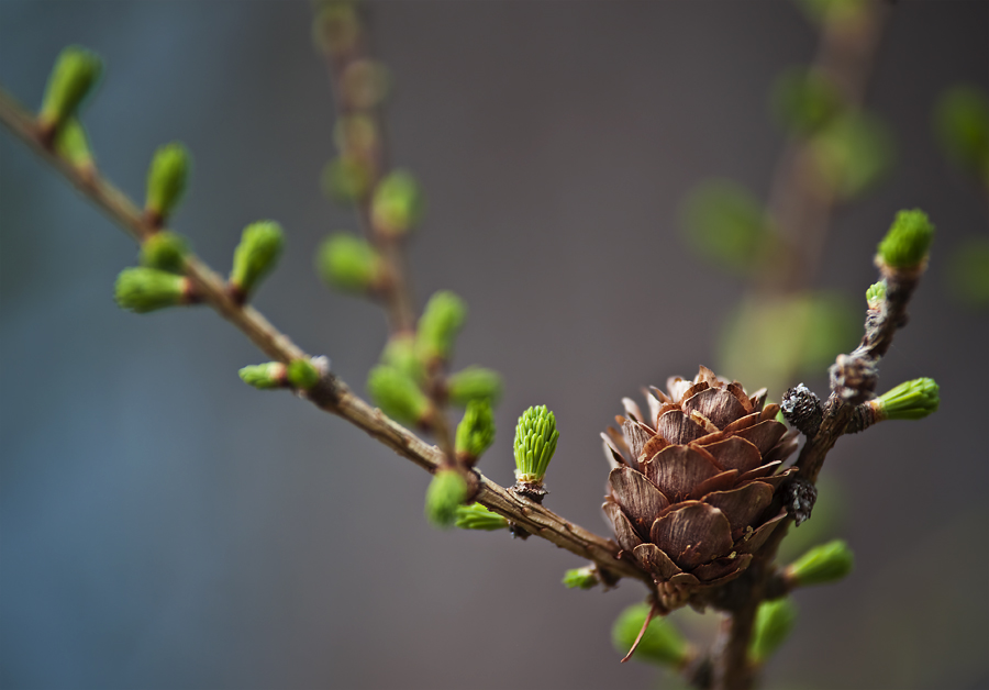 Lerchen-Frühling Foto & Bild | pflanzen, pilze & flechten, bäume ...