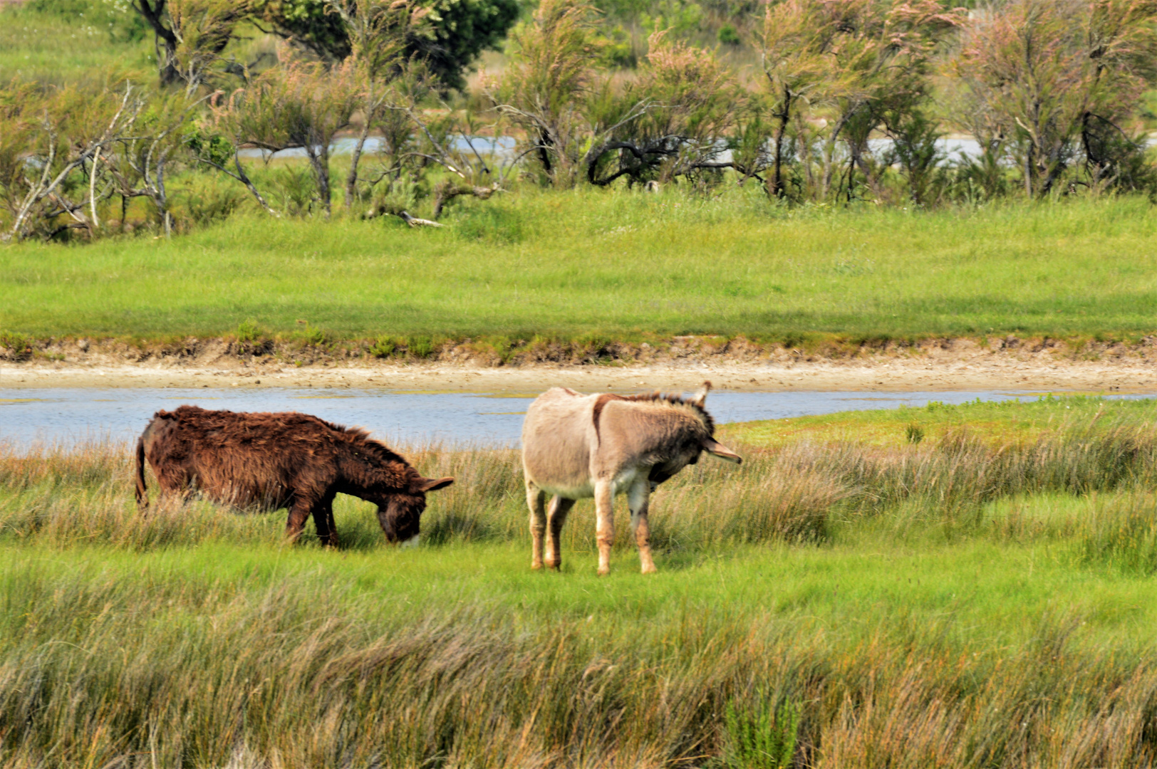 Les anes du marais (2) photo et image | animaux, animaux domestiques ...