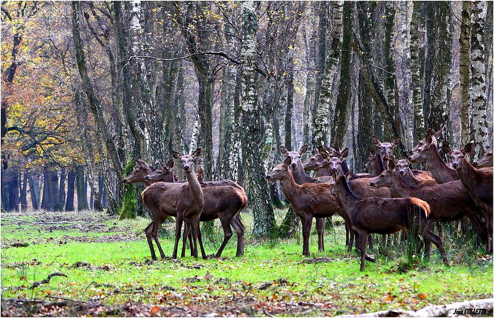 Les biches. photo et image | portraits sauvages, cervides, nature ...