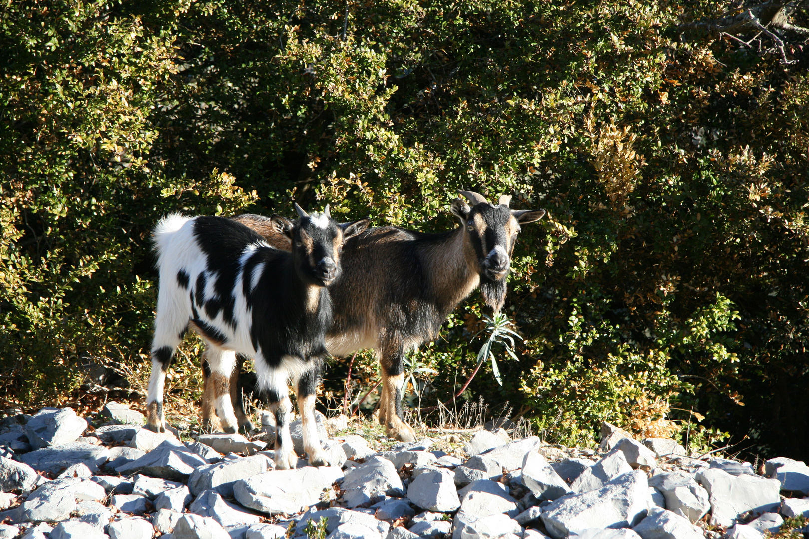 Les biquettes photo et image | animaux, nature Images fotocommunity