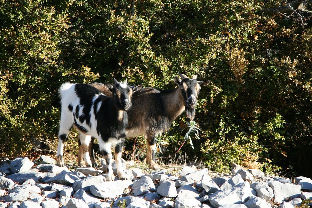 Les biquettes photo et image | animaux, nature Images fotocommunity