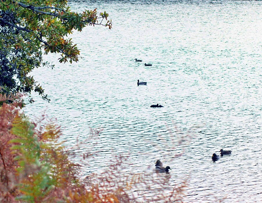 Les canards photo et image | animaux, animaux sauvages, oiseaux Images ...