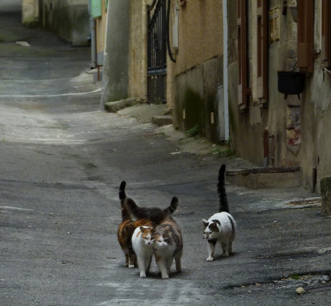 *les chats des vieilles rues* photo et image | animaux, animaux ...