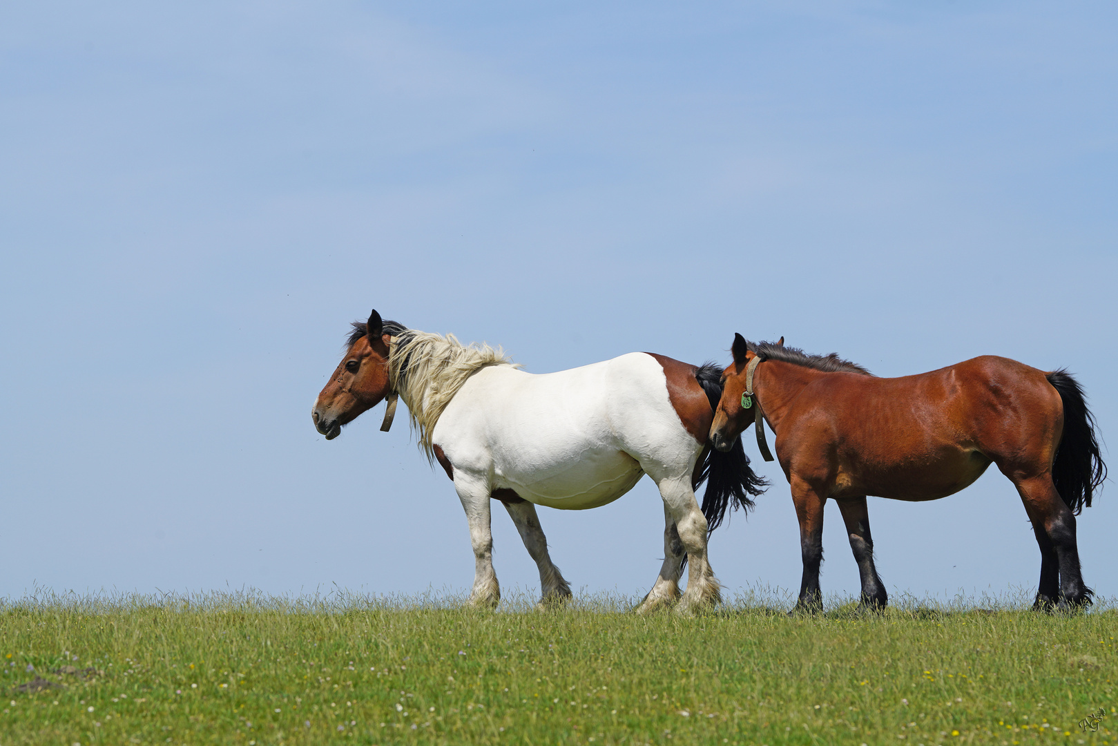 Les chevaux.... au Pays basque photo et image | animaux, animaux ...