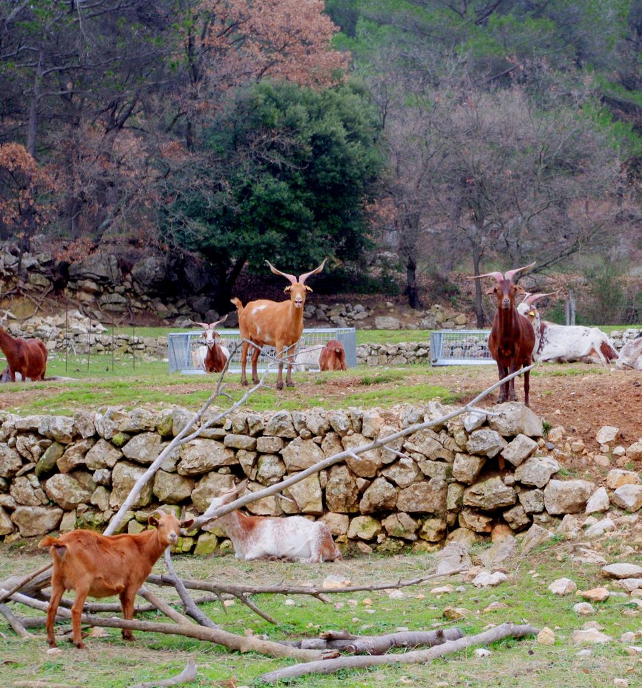 les chèvres du Rove .... photo et image | animaux, animaux domestiques ...
