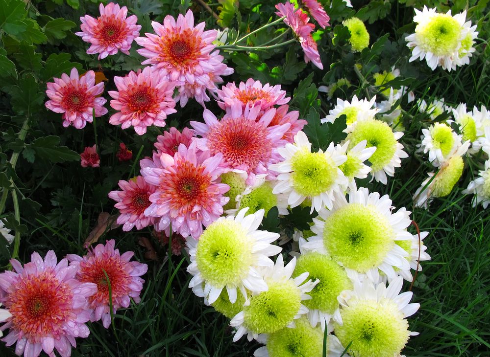 Les chrysanthèmes photo et image | fleurs, fleur chrysanthème, nature ...