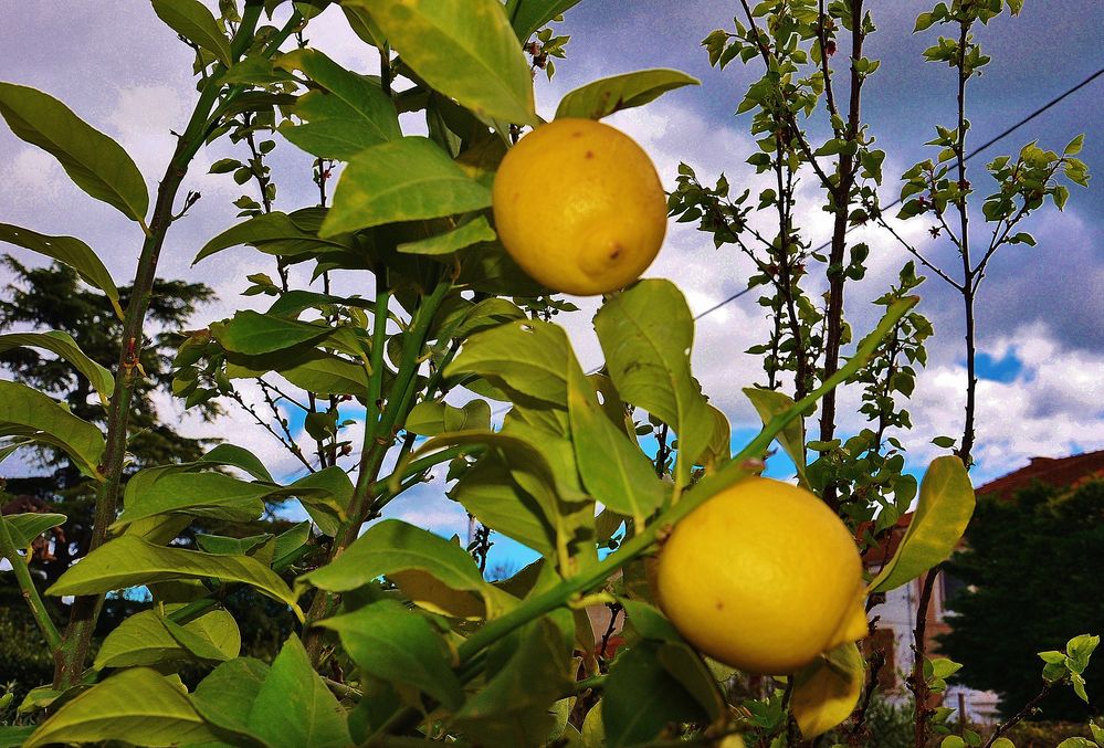 Les citrons. photo et image | les fruits, nature, fruits Images ...