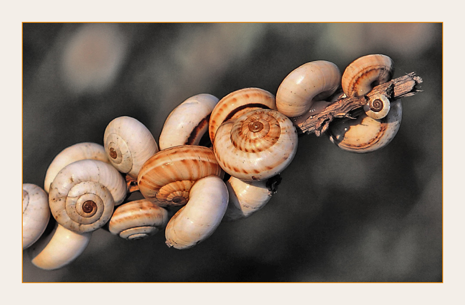 Les Colimaçons photo et image | animaux, macro -proxy, nature Images ...