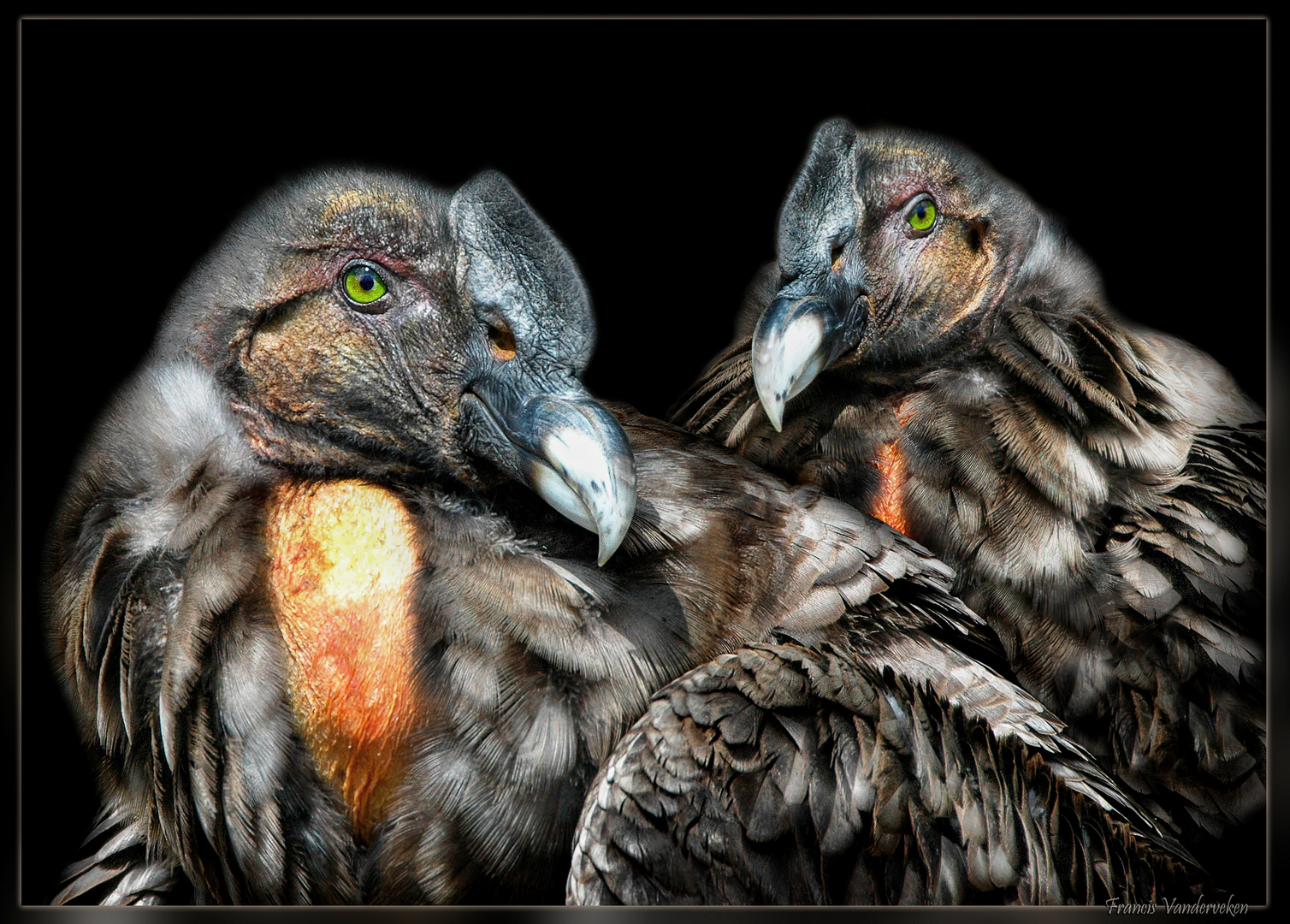 Les condors. photo et image | animaux, zoo et animaux en captivité ...